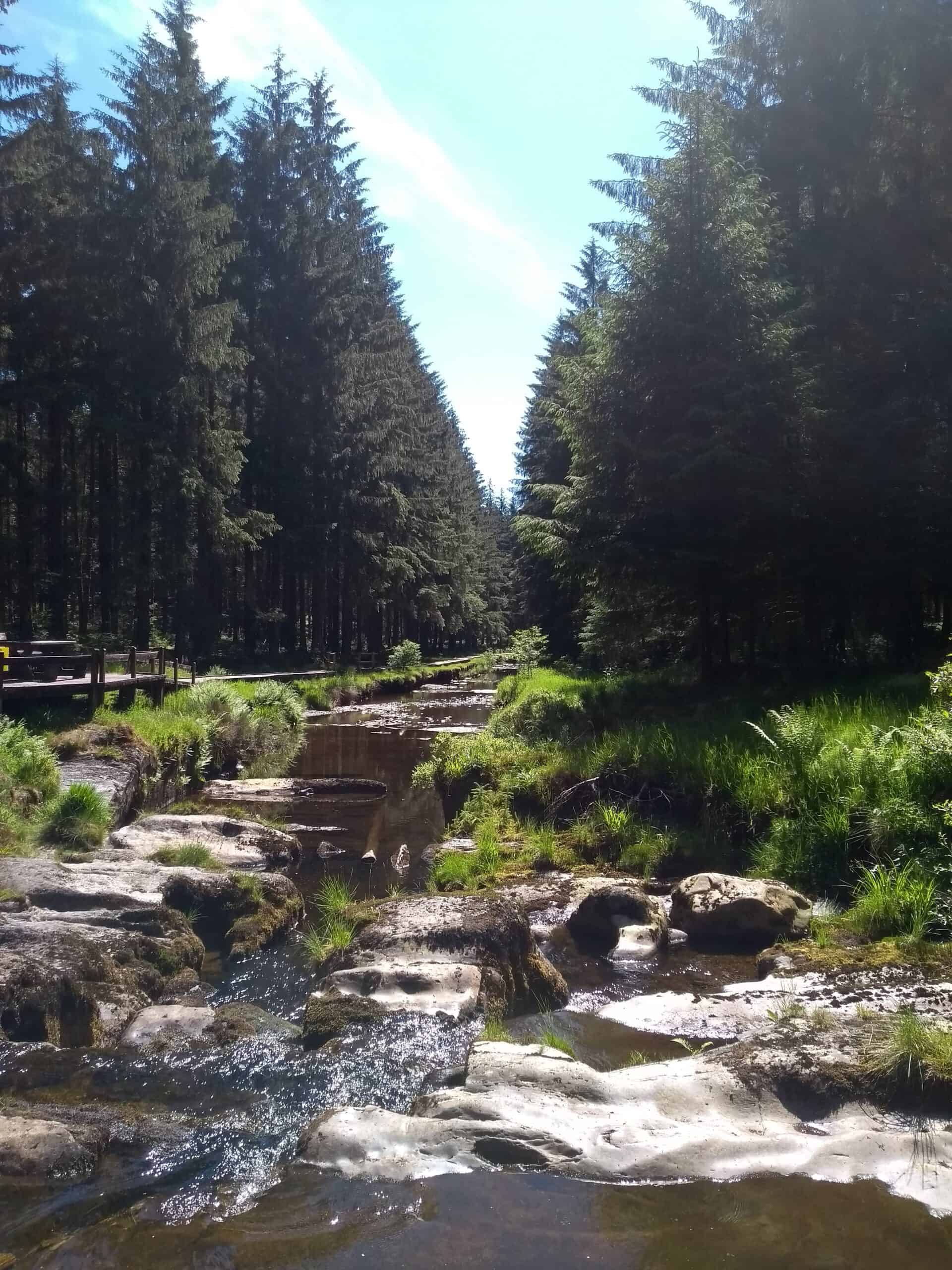 Hafren Forest - Wye View