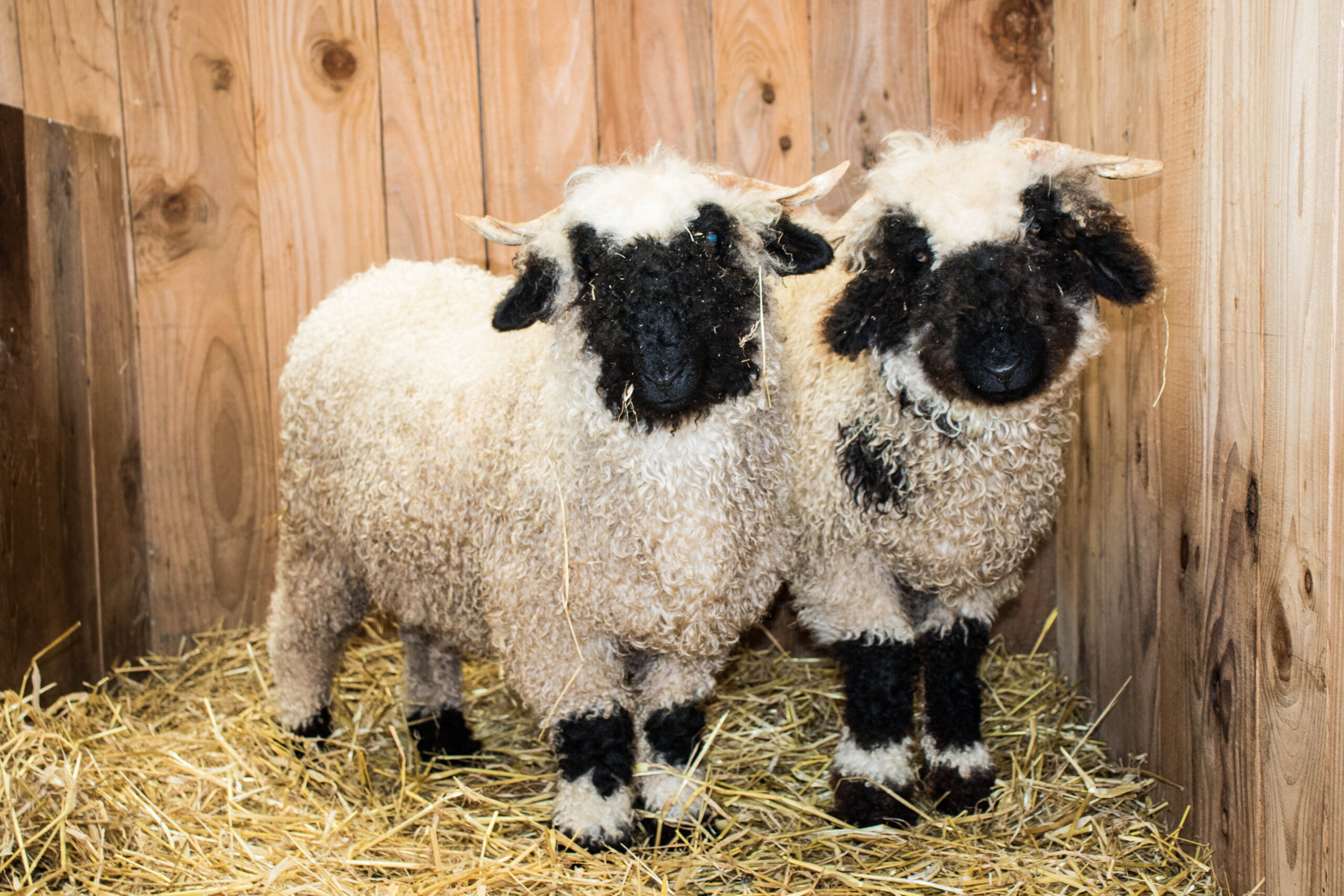 The Small Breeds Farm Park and Owl Centre - Wye View